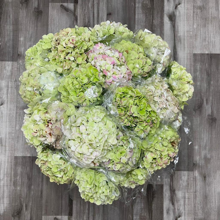 Solidaster Box 180 Stems - FlowersAndServices® Nationwide