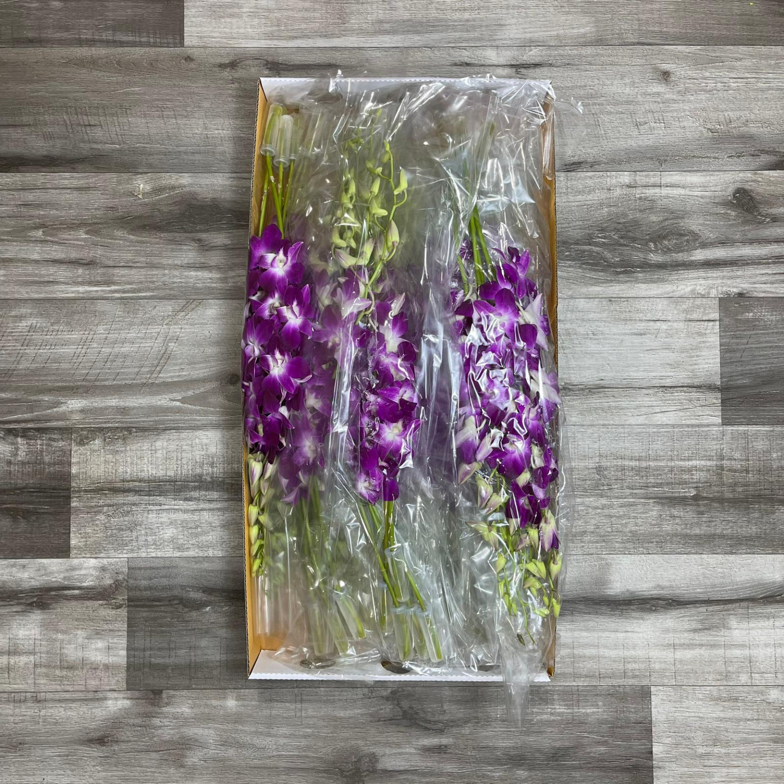 Solidaster Box 180 Stems - FlowersAndServices® Nationwide