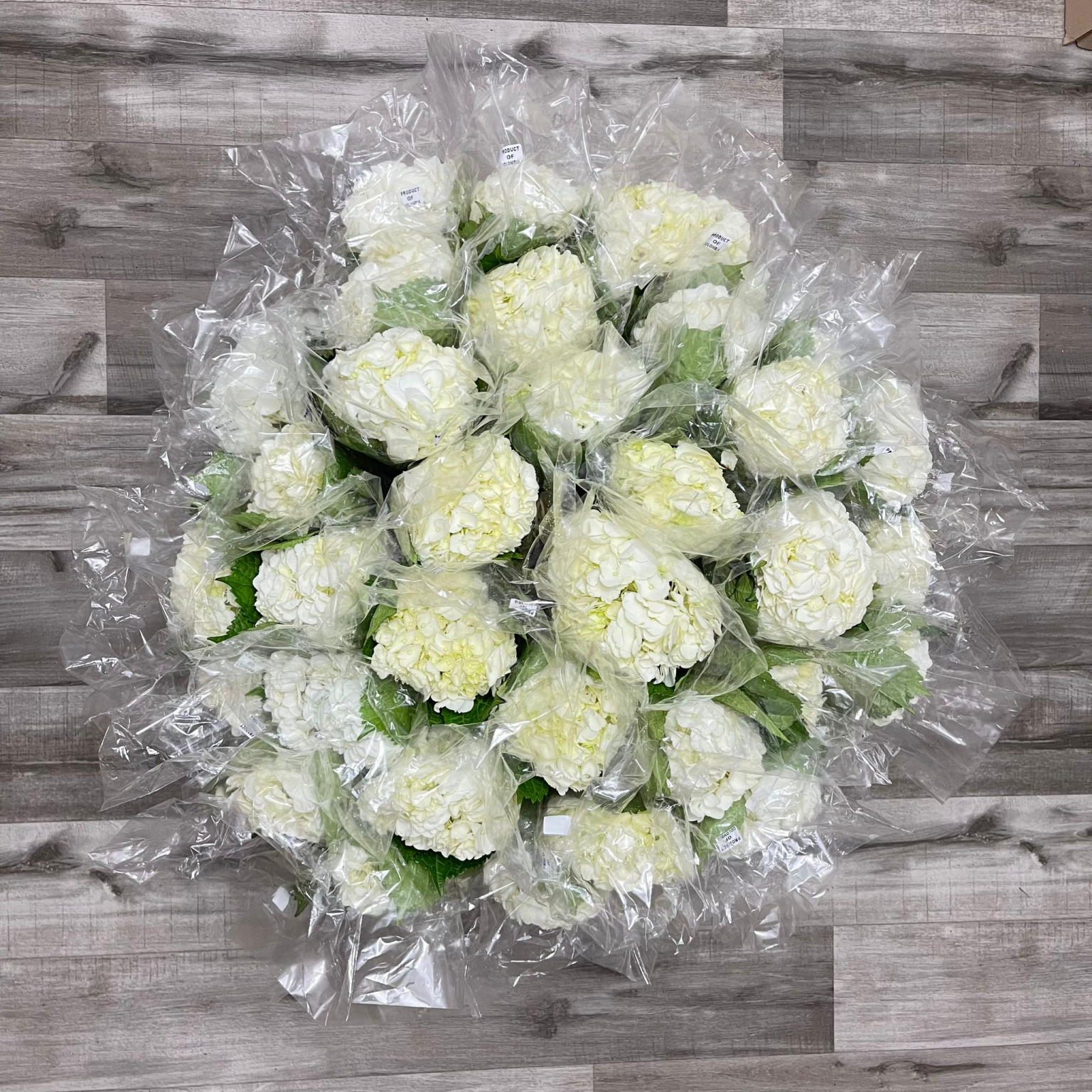 Solidaster Box 180 Stems - FlowersAndServices® Nationwide