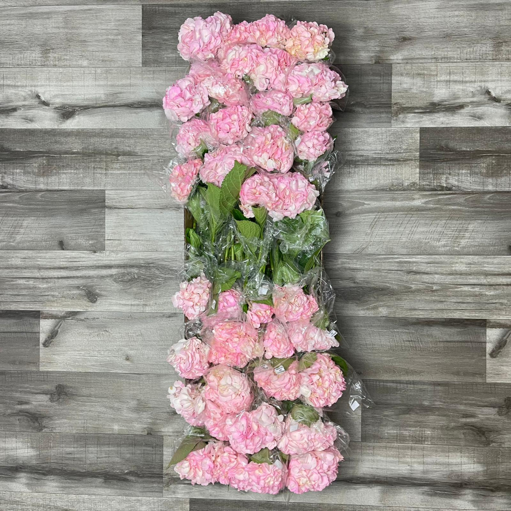Hydrangea Pink Box 40 Stems - FlowersAndServices® Nationwide