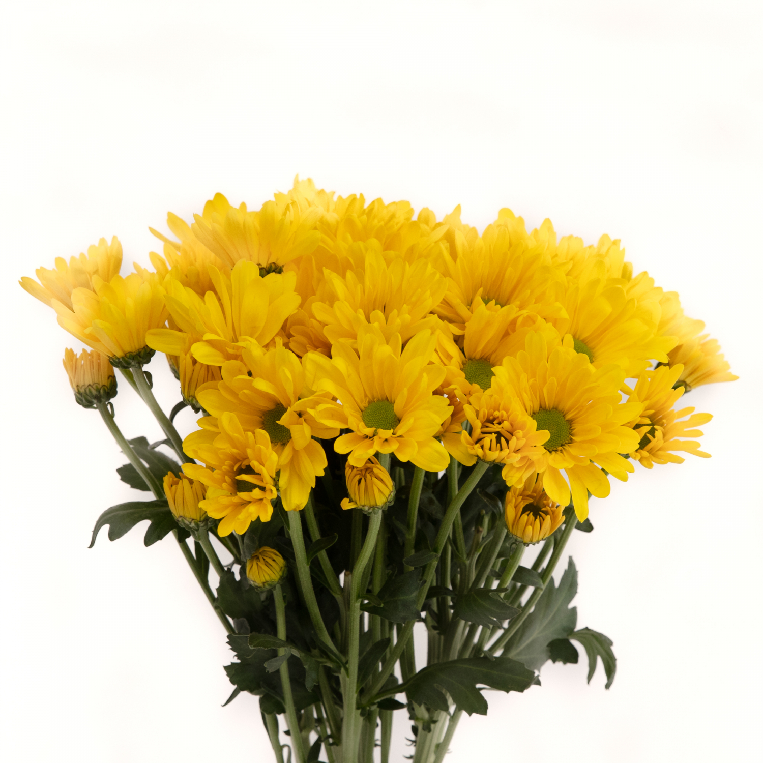 Monstera Leaf Medium - Flowers & Services