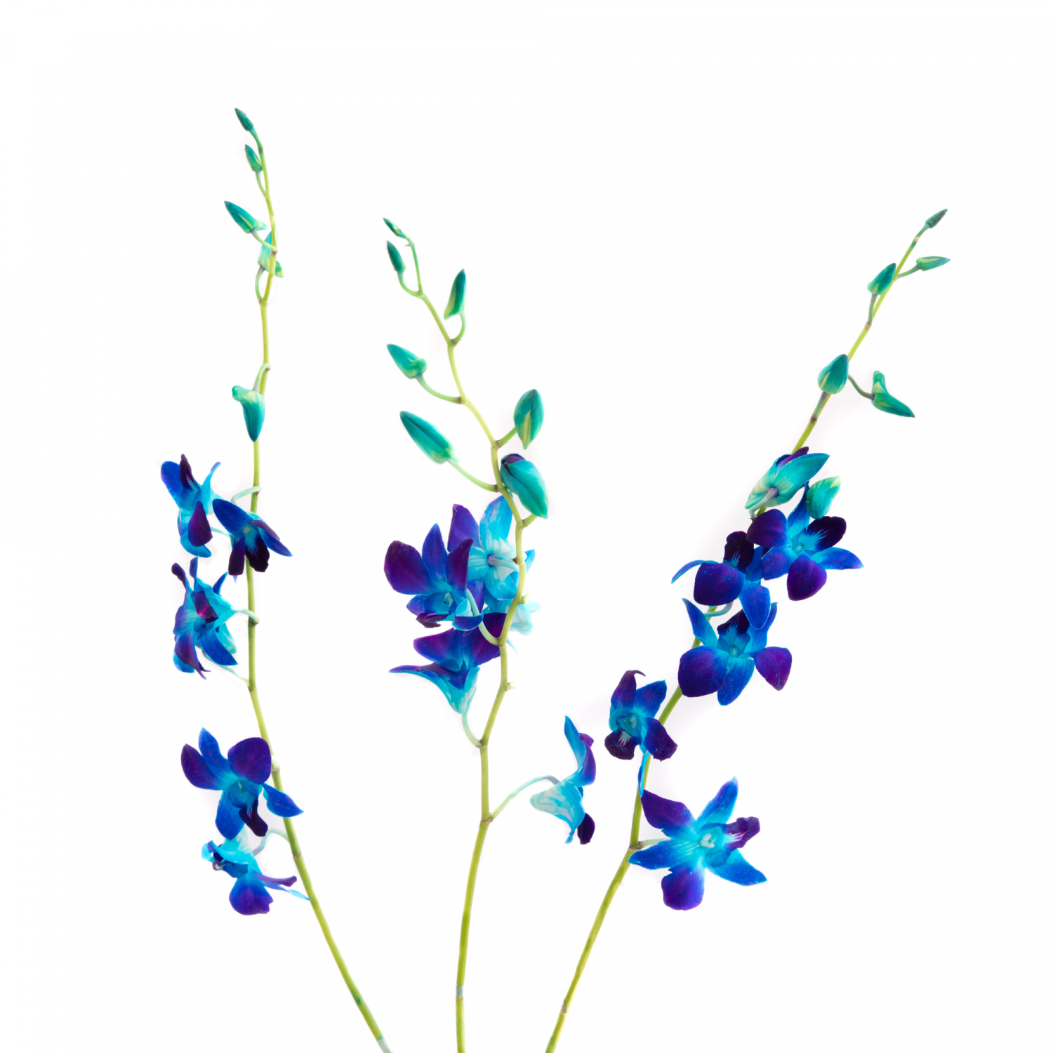 Dendrobium 5 ST (+colors) - Flowers & Services