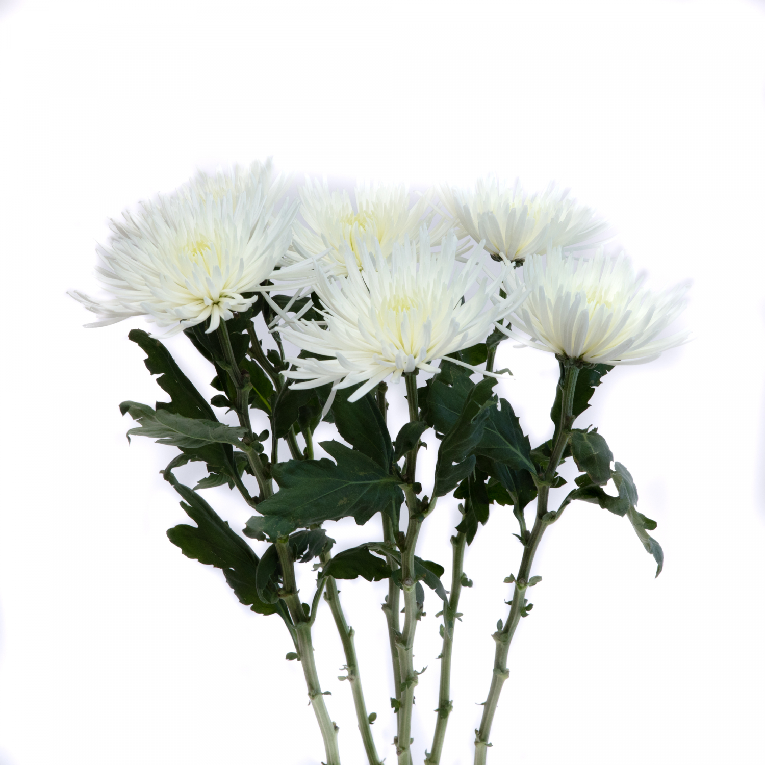 Fuji (+colors) - Flowers & Services