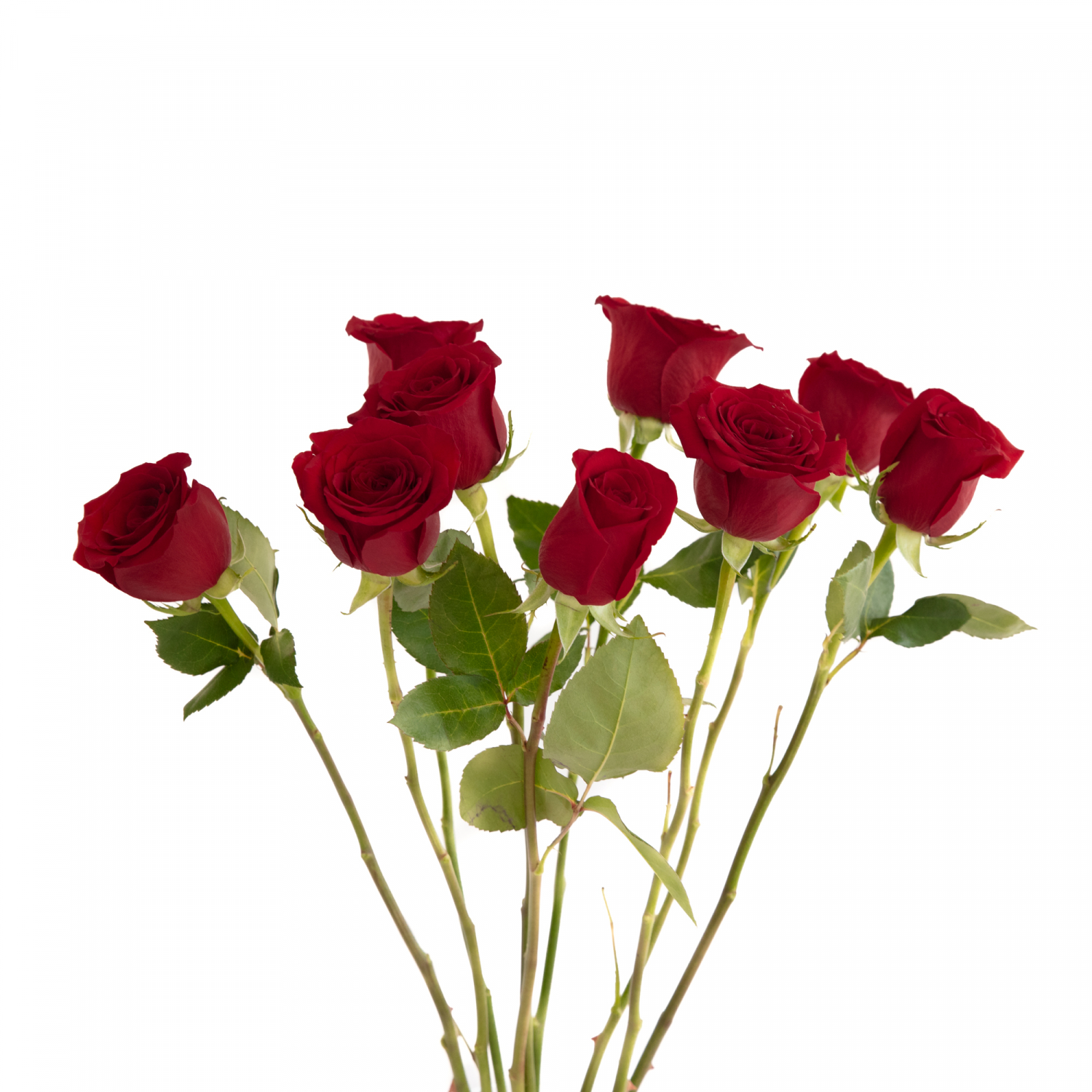 Roses Red 50Cm - Flowers & Services