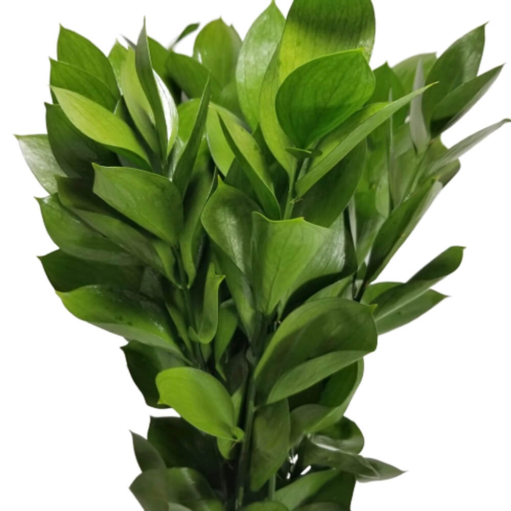 GREEN RUSCUS X 10 STEMS - FlowersAndServices®