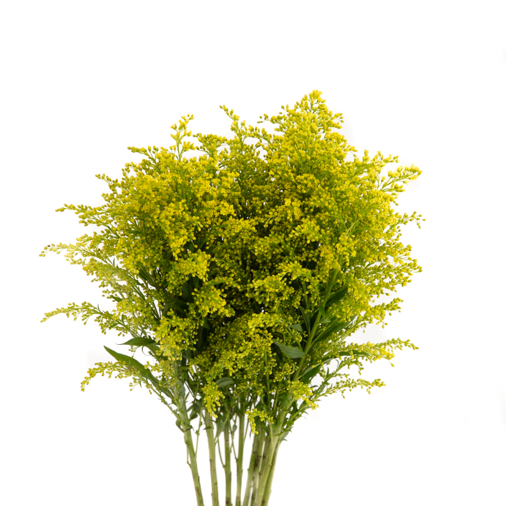 Solidaster - Flowers & Services