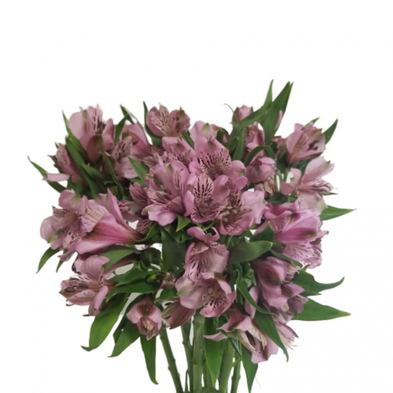 FlowersAndServices® Flower Shop, Arrangements & Florist Miami.