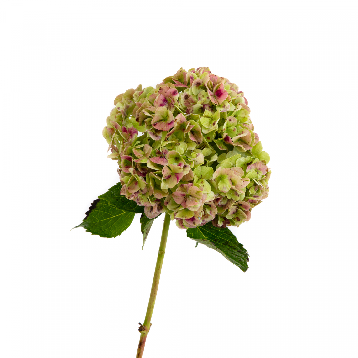 Hydrangea Antique - Flowers & Services