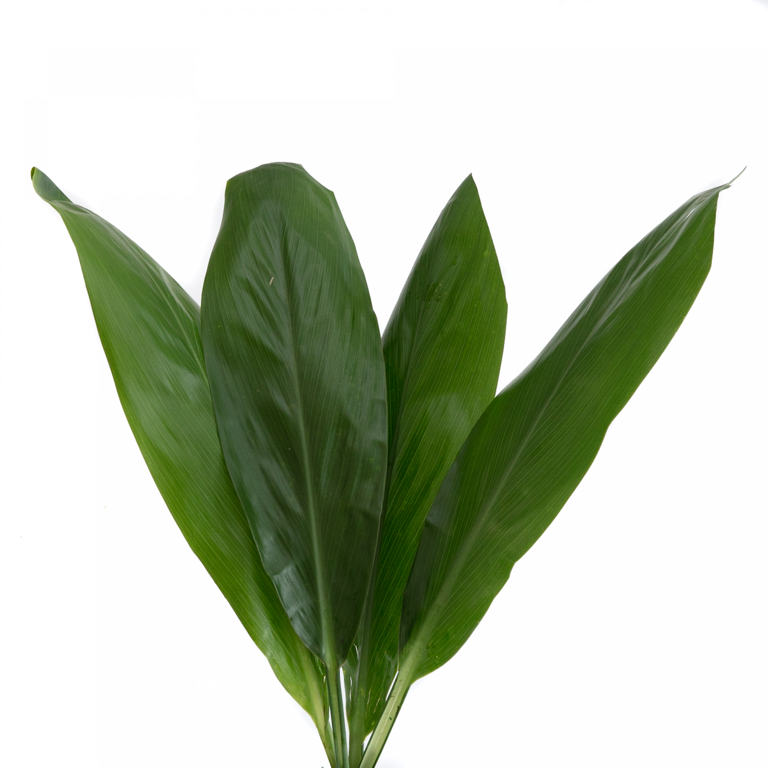 Aspidistra Leaf - Flowers & Services