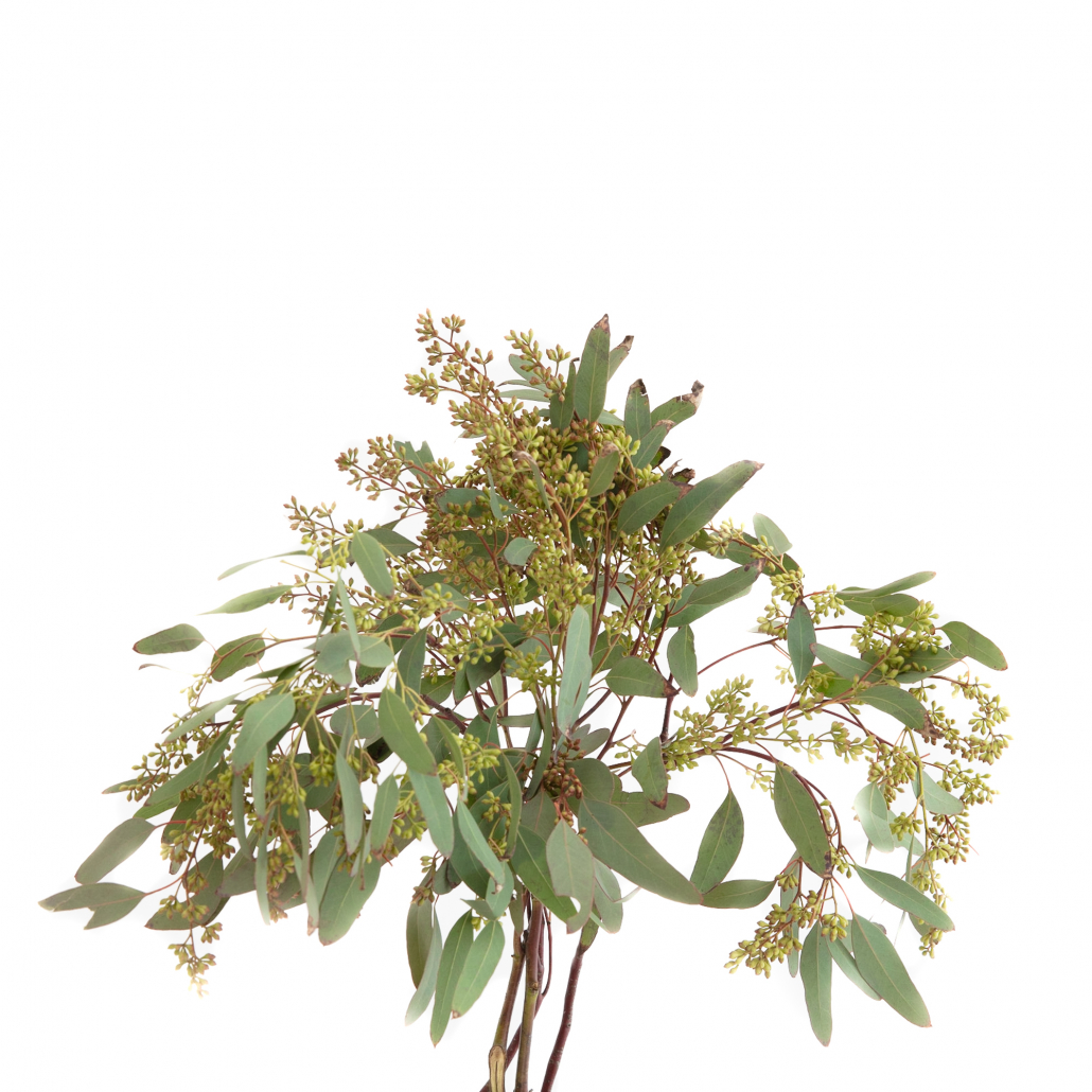 Eucalyptus Seeded - Flowers & Services