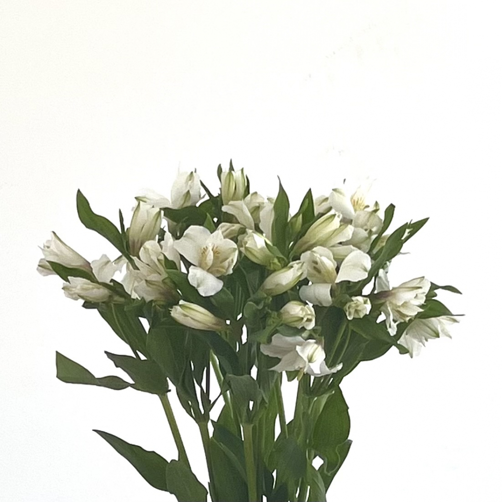 Flower Market - Flowers & Services