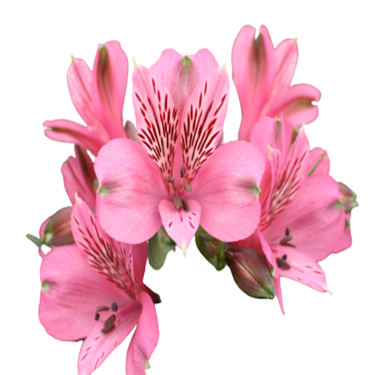 Alstromeria Red - Flowers & Services