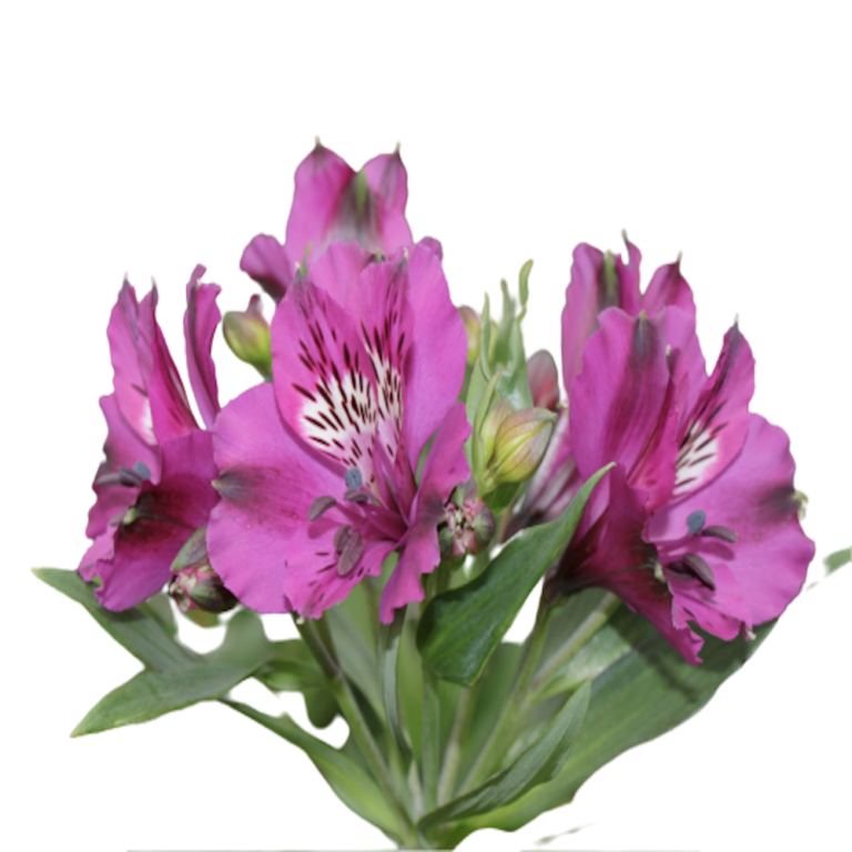 Alstromeria Red - Flowers & Services