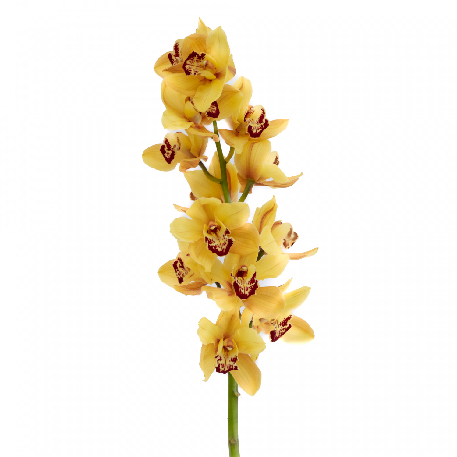 Cymbidium Orchid (+colors) - Flowers & Services