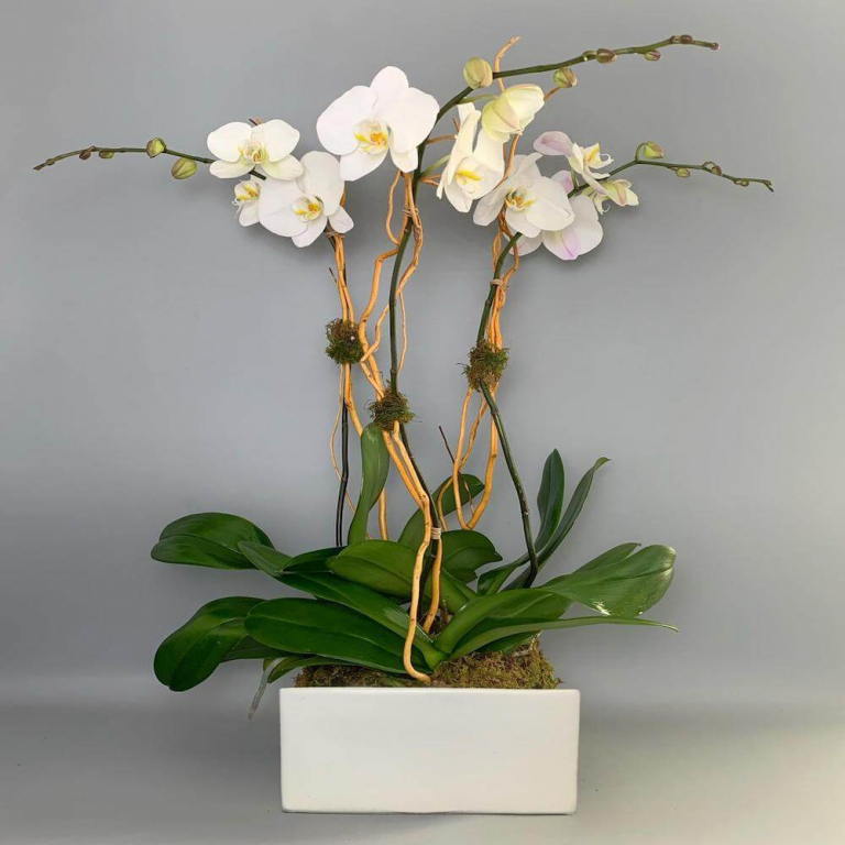 Flowers And Services Flower Shop, Arrangements & Florist Miami.