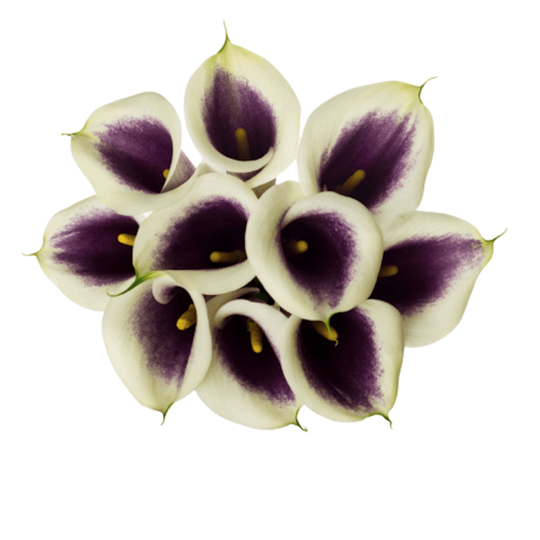 Monstera Leaf Medium - Flowers & Services