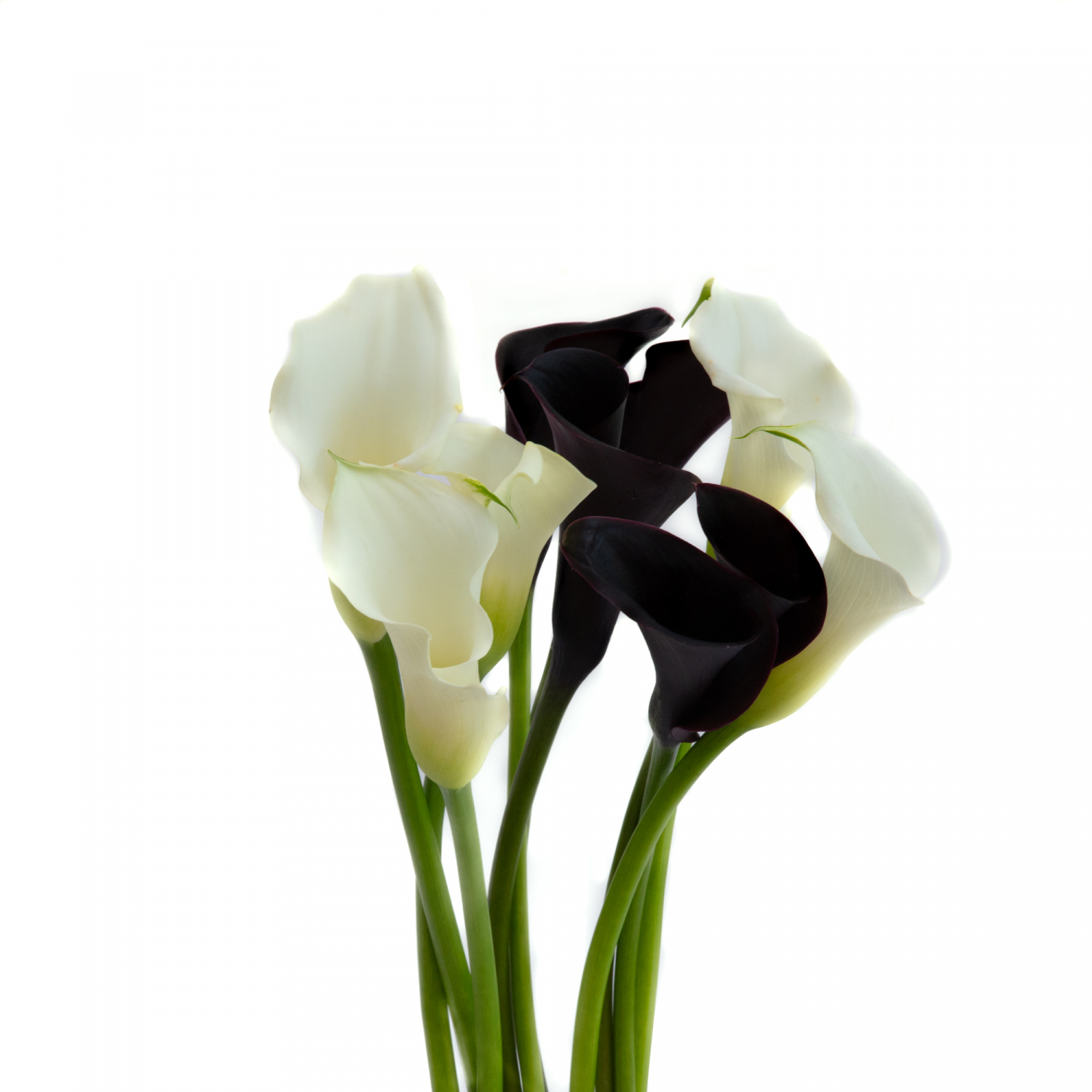 Calla Mini Large White - Flowers & Services