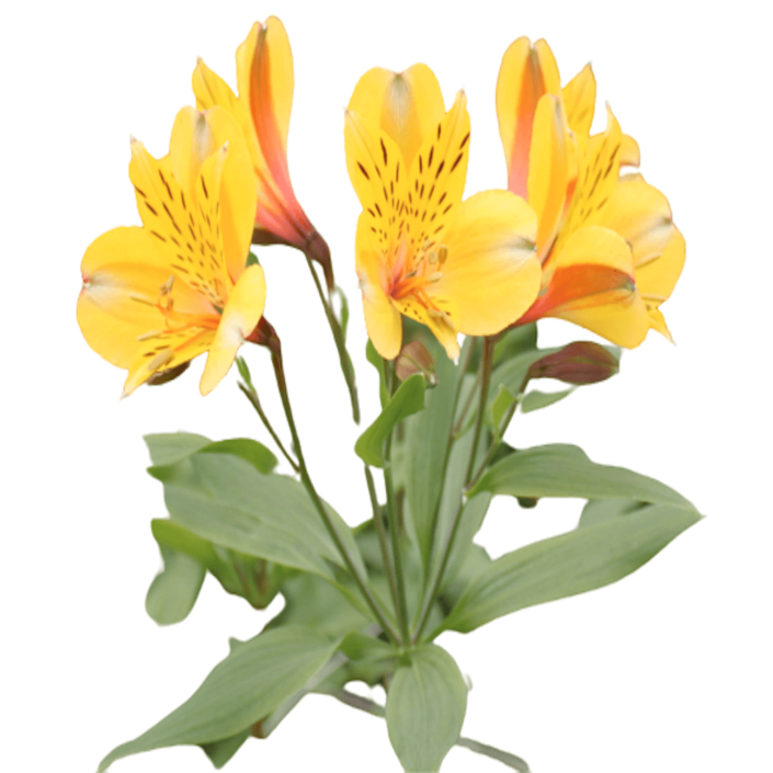 Alstromeria Purple - Flowers & Services