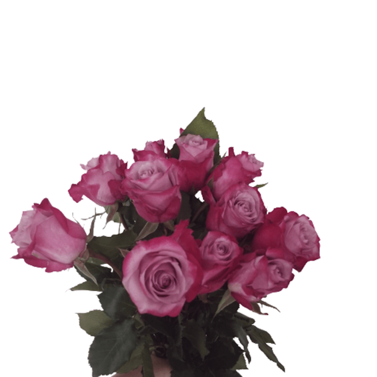 Roses Purple 50Cm - Flowers & Services