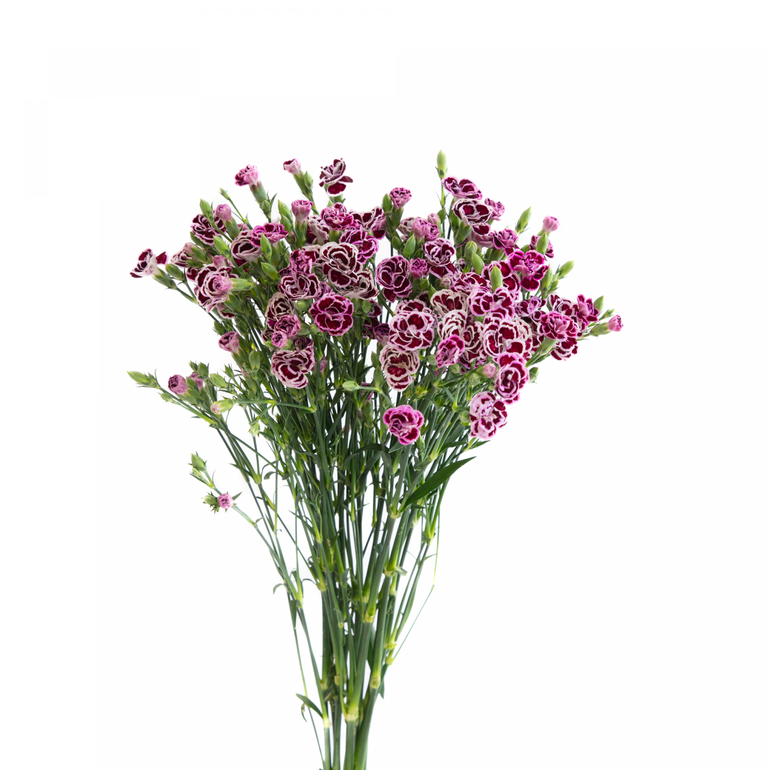 Raffine Purple - Flowers & Services