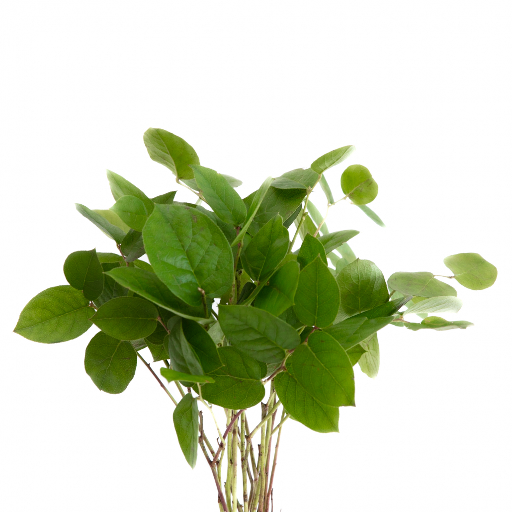 Monstera Leaf Medium - Flowers & Services