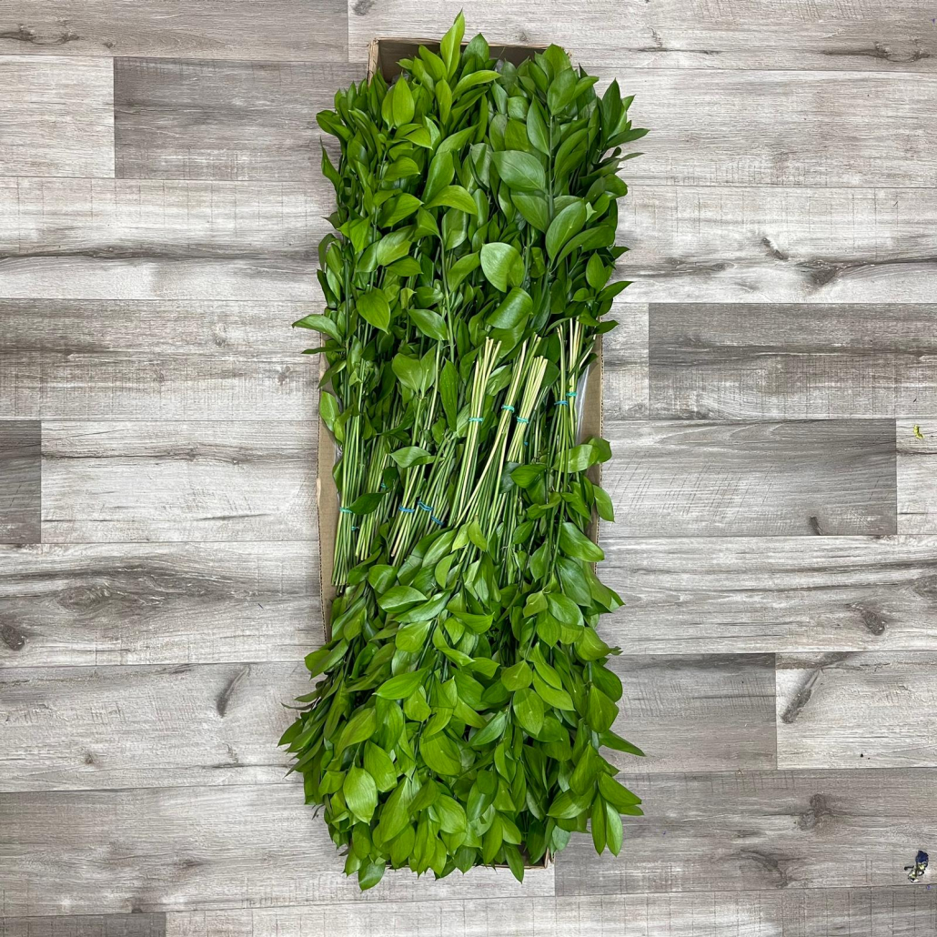 Ruscus Israeli Box 400 Stems - Flowers & Services