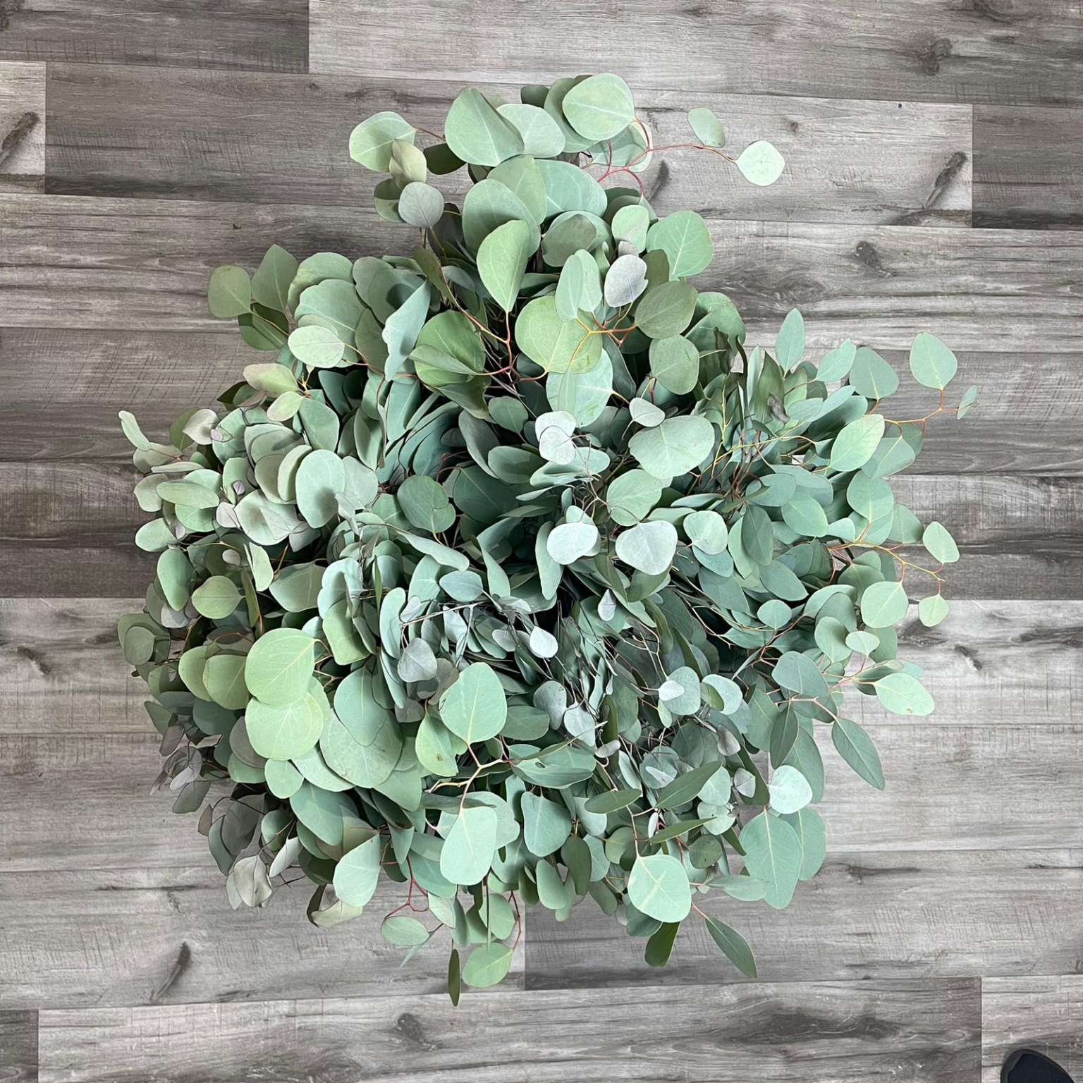 Eucalyptus Silver Dollar Box 20 bunches - Flowers & Services