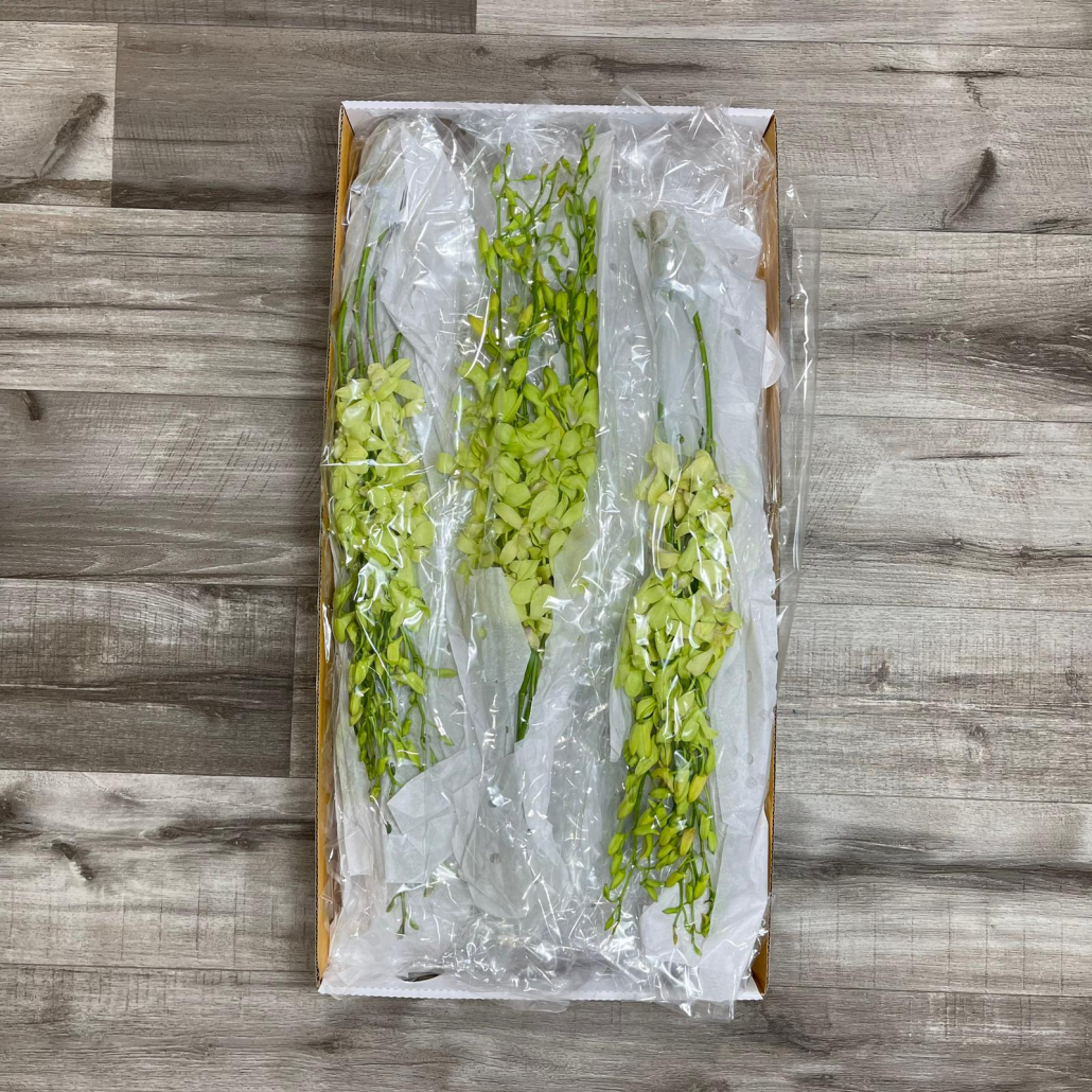 Dendrobium Green Box 70 Stems - Flowers & Services