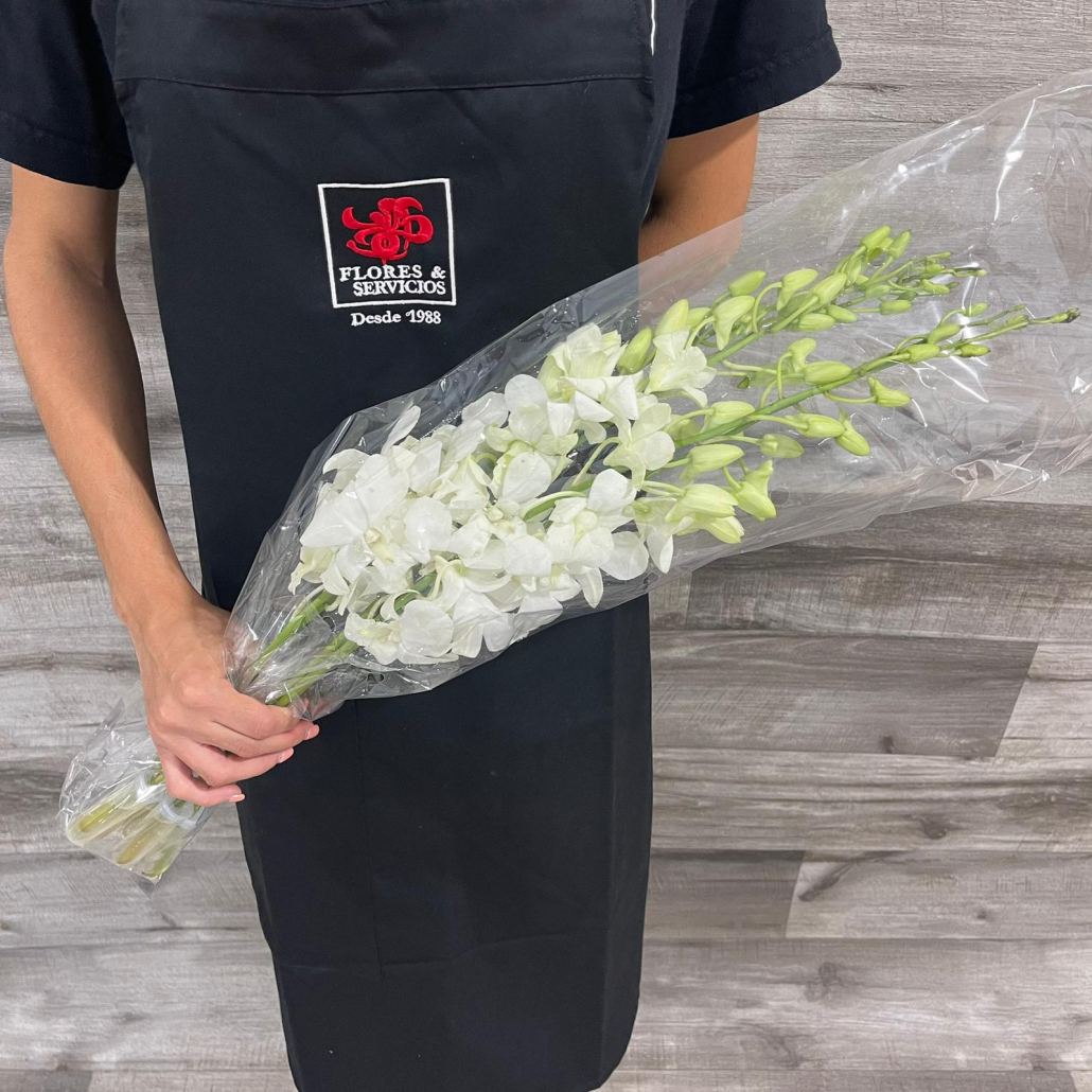 Baby's Breath Box 48 Stems - FlowersAndServices®