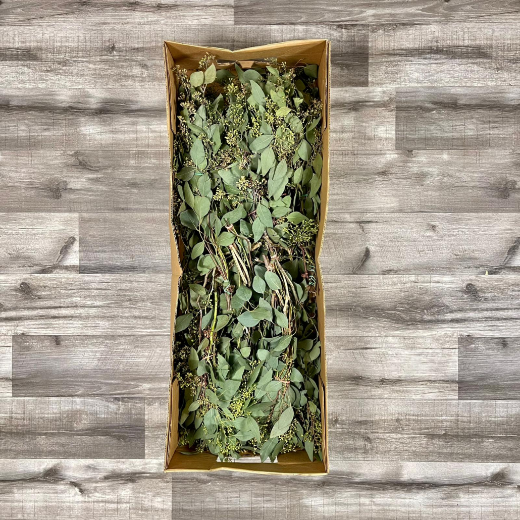 Eucalyptus Seeded Box 25 Bunches - Flowers & Services