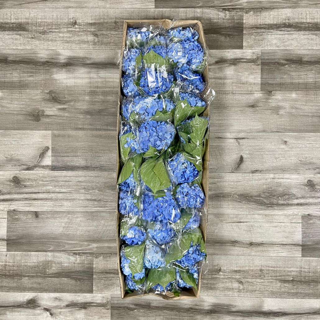 Hydrangea Shocking Blue Box 30 Stems - Flowers & Services