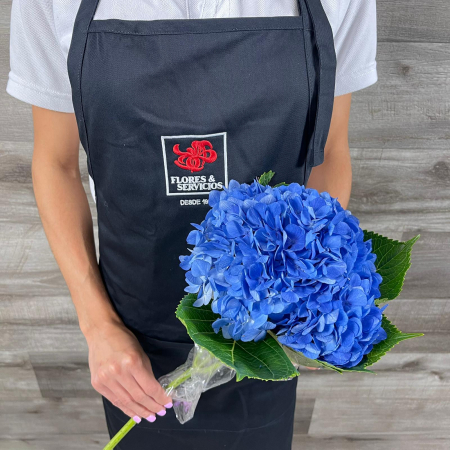 Hydrangea Shocking Blue Box 30 Stems - FlowersAndServices®