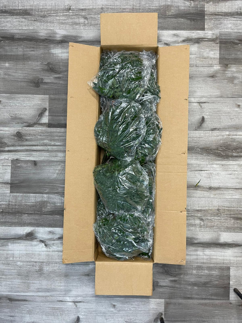 Leather Leaf Box 700 Stems - Flowers & Services