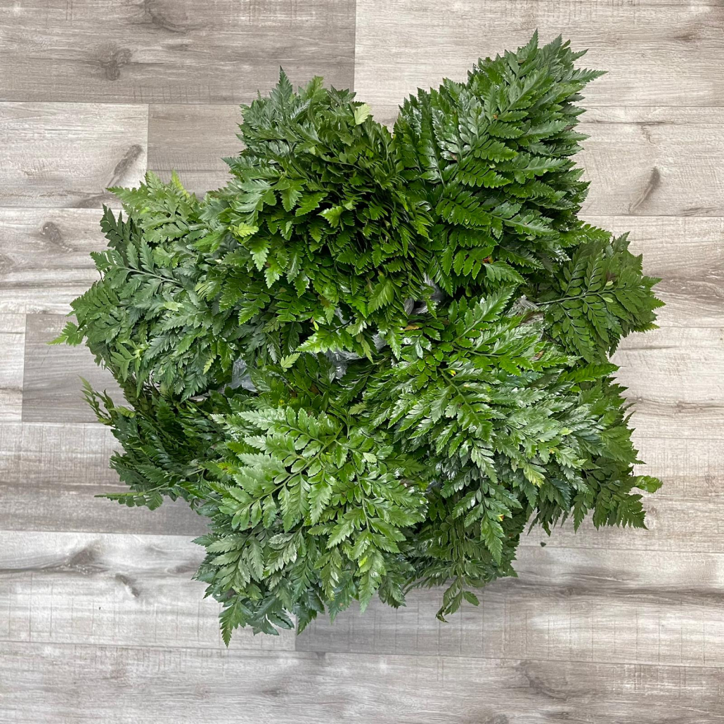 Leather Leaf Box 700 Stems - Flowers & Services