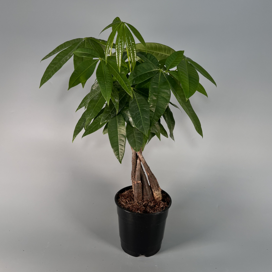 Money Tree 5" - Flowers & Services