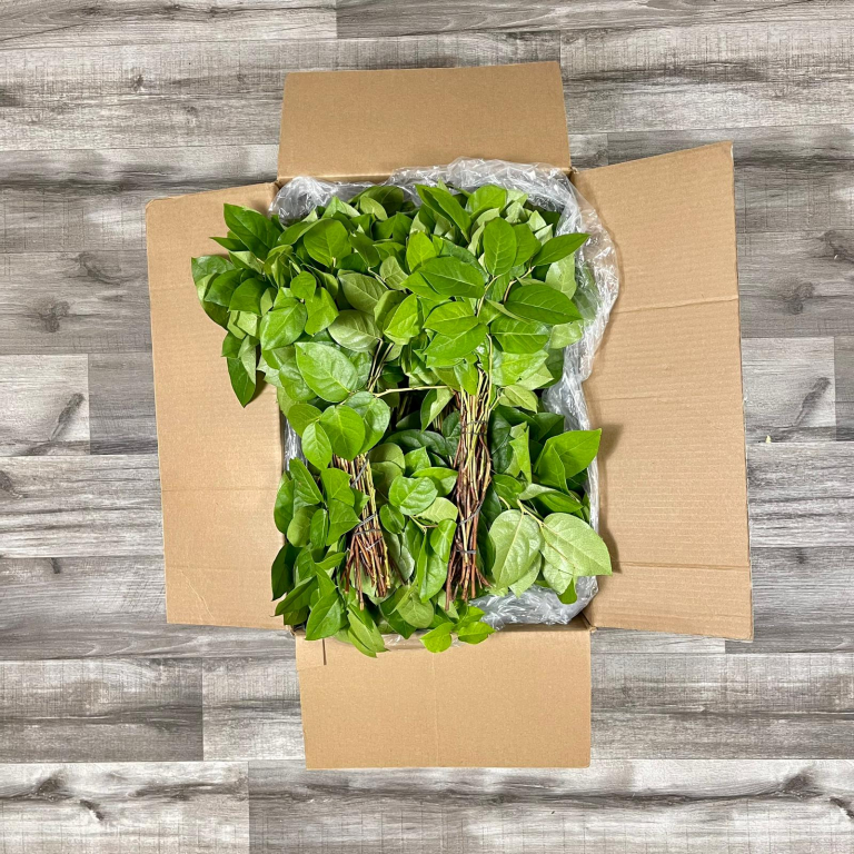 Salal Tip Leaf Box 25 packages - Flowers & Services