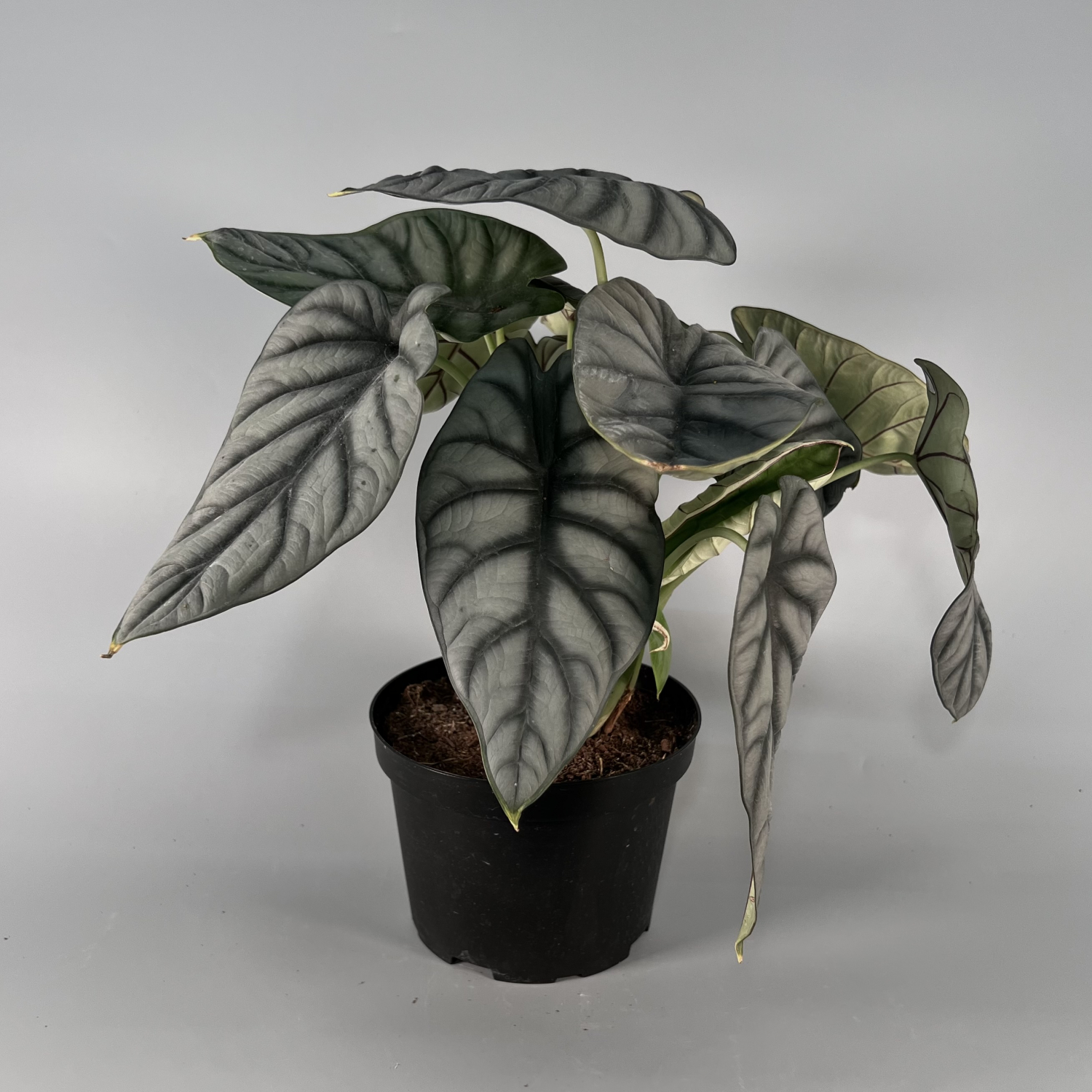 Alocasia Silver Dragon Plant 6" - Flowers & Services