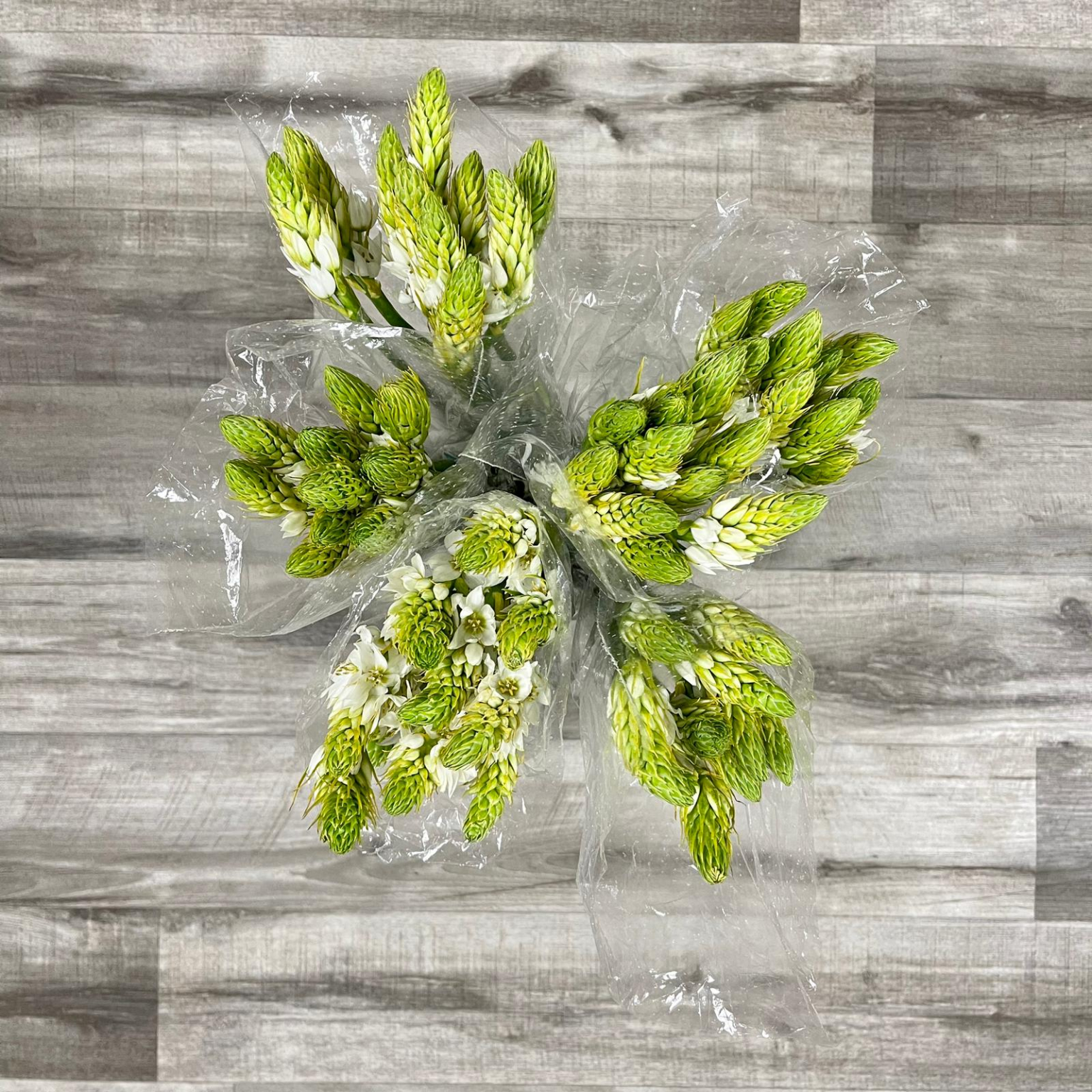 Star Of Bethlehem Box 100 Stems - Flowers & Services