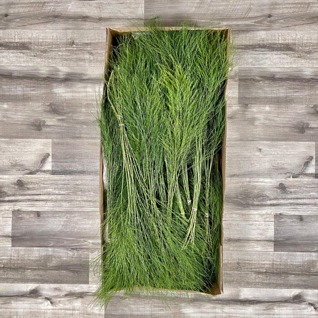 Tree Fern Box 200 Stems - Flowers & Services