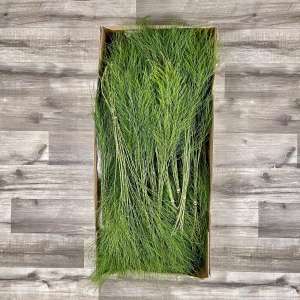 Tree Fern Box 200 Stems - FlowersAndServices®