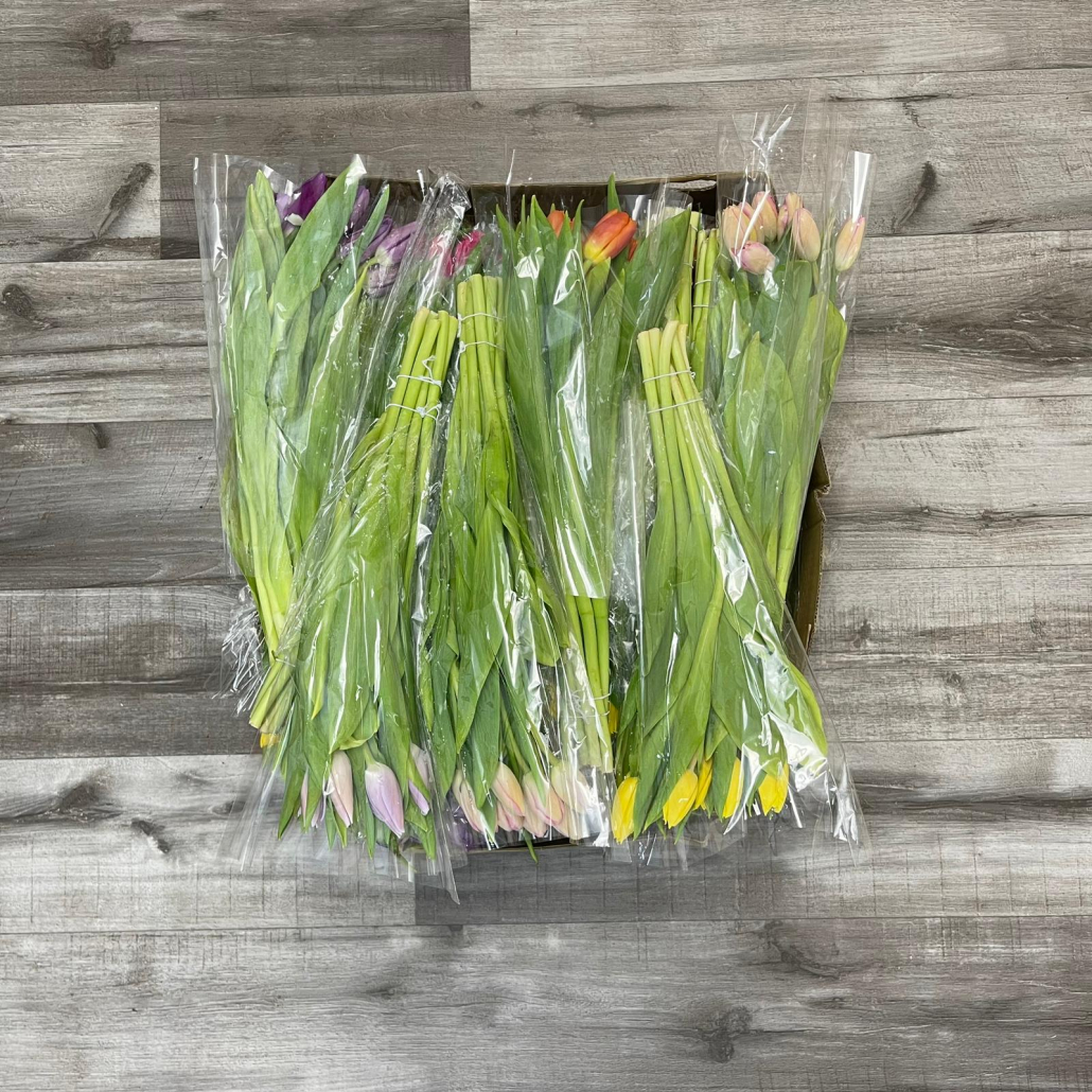 Tulips Assorted Box 240 Stems - Flowers & Services